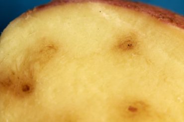 Struggling With Potato Blight? Reduce The Chances Of It Taking Hold ...