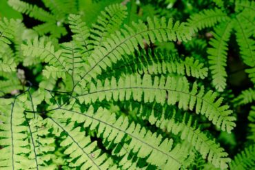 The Fascinating Fern Types Grown By Expert Nurseries And Garden ...