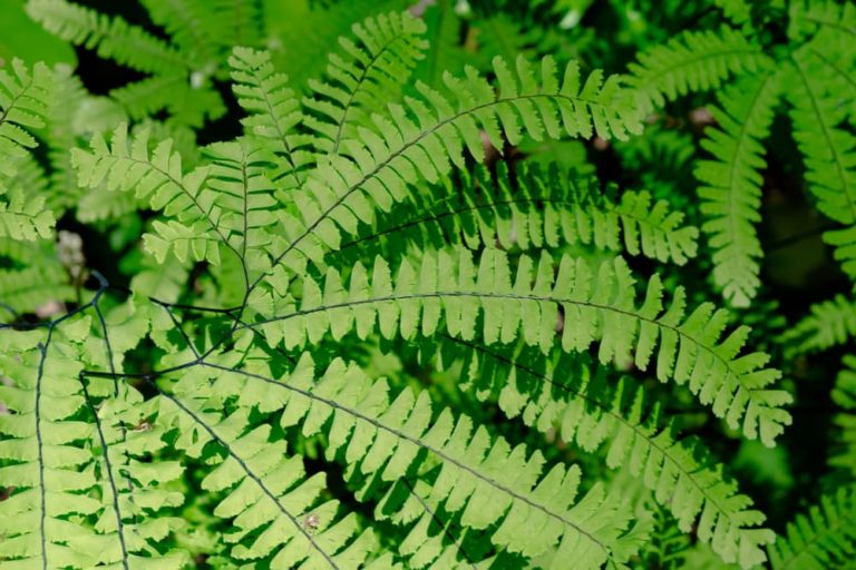 The Fascinating Fern Types Grown By Expert Nurseries And Garden ...