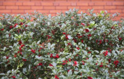 14 Types of Hedges For Garden Boundaries | Horticulture.co.uk