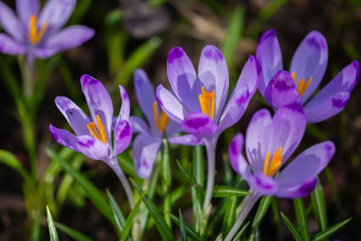 20 Early-Spring Flowering Plants | Horticulture.co.uk