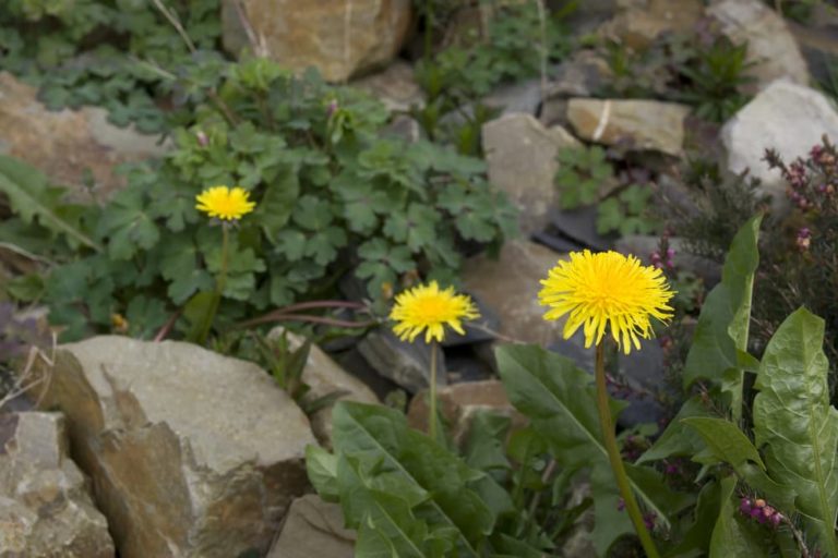 How To Create An Alpine Garden In 8 Steps With Jenny Shukman (Picts ...