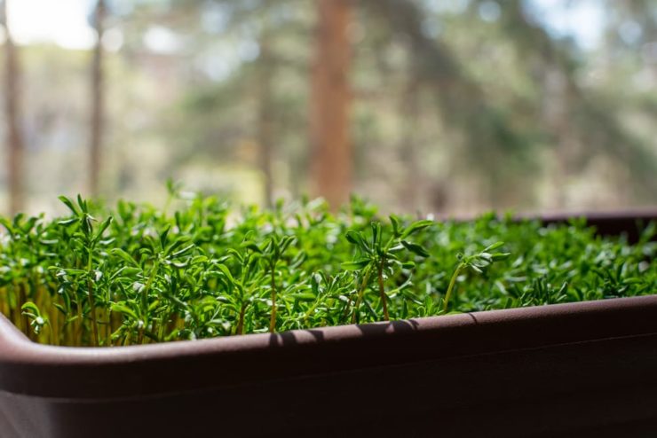 Master Horticulturist Advises These 16 Plants For Winter Window Boxes ...