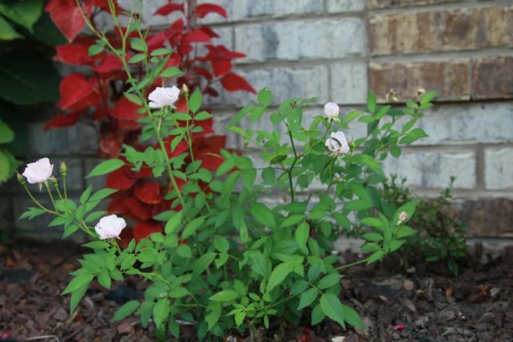 Caterpillars On Your Roses? How To Deal With Rose Sawfly