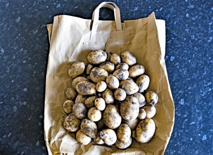 Struggling With Potato Blight? Reduce The Chances Of It Taking Hold ...