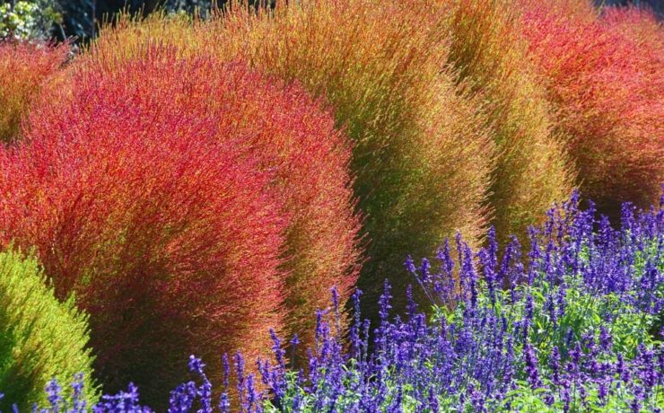 8 Autumn-Flowering Perennials For Late Interest Recommended By Garden ...