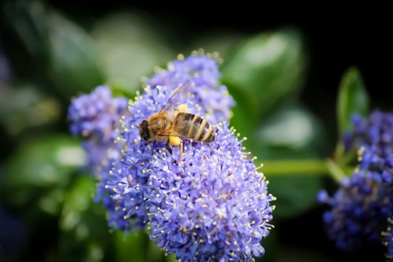 15 Summer-Flowering Shrubs For Stunning Colour | Horticulture
