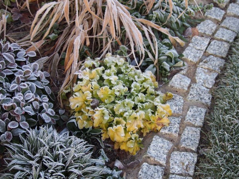 7 Essential Steps For Protecting Plants In Winter That Every Gardener ...
