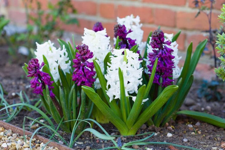 20 Early-Spring Flowering Plants | Horticulture.co.uk