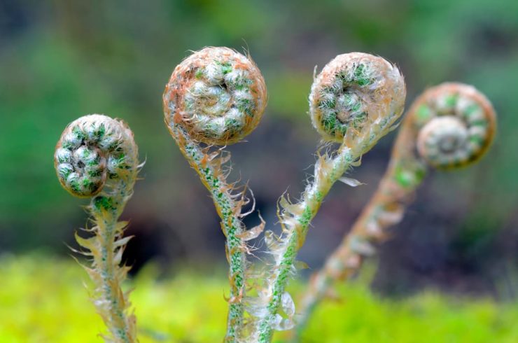 20 Incredible Types Of Fern To Grow In Gardens | Horticulture