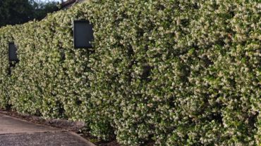 14 Reliable Hedging Plants That Are Popular Throughout The Country ...