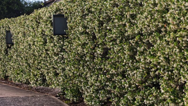 14 Reliable Hedging Plants That Are Popular Throughout The Country ...