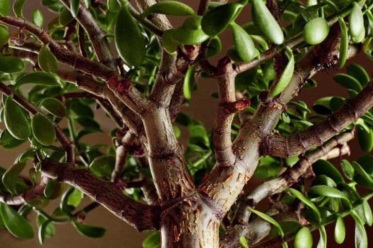 Gardener Chris Lee Shares 25 Indoor Trees To Brighten Your Living ...