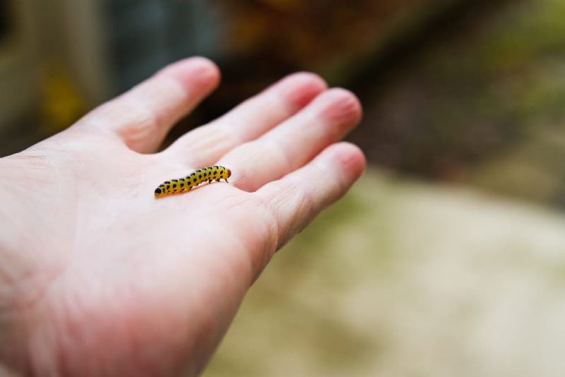 Caterpillars On Your Roses? How To Deal With Rose Sawfly