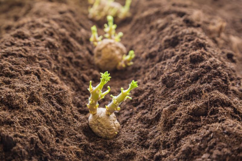 Struggling With Potato Blight? Reduce The Chances Of It Taking Hold ...