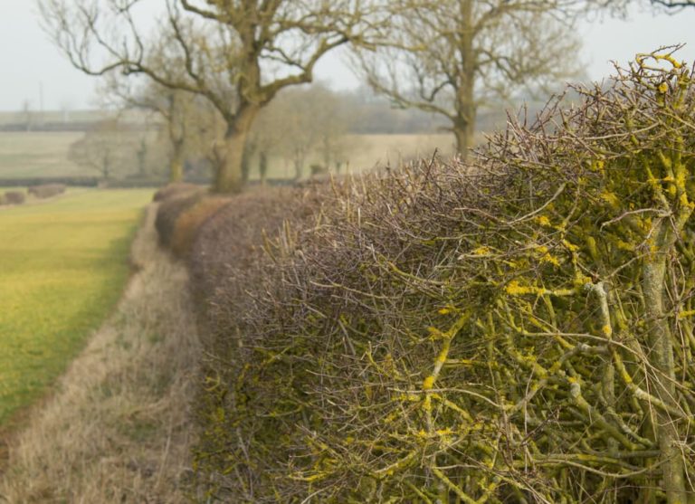 14 Types of Hedges For Garden Boundaries | Horticulture.co.uk