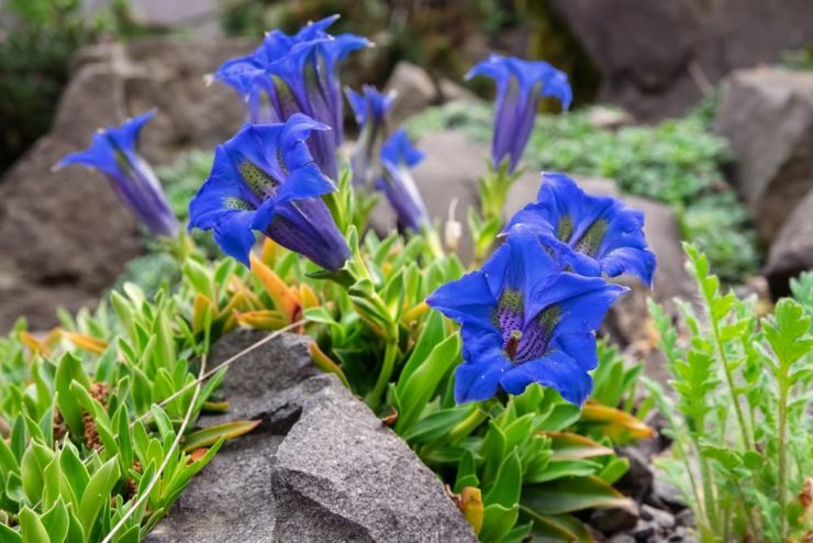 How To Make An Alpine Garden In 8 Steps | Horticulture.co.uk