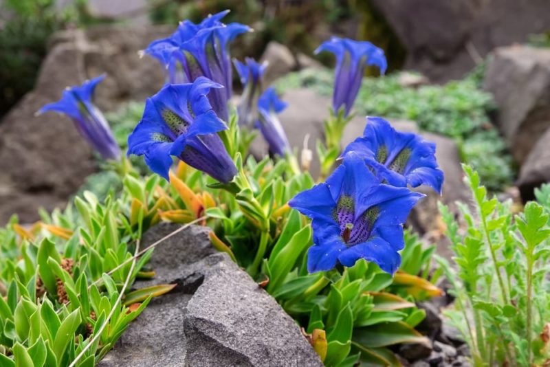 How To Make An Alpine Garden In 8 Steps | Horticulture.co.uk
