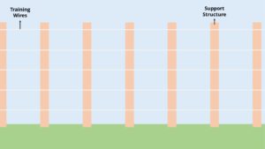 Growing Fruit Trees In Smaller Spaces? Use A Cordon System To Increase ...