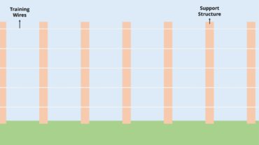 Growing Fruit Trees In Smaller Spaces? Use A Cordon System To Increase ...