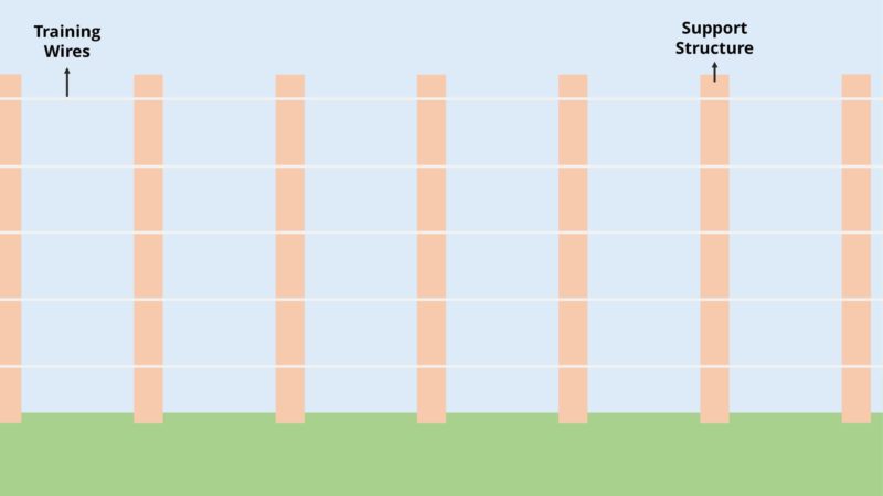 Growing Fruit Trees In Smaller Spaces? Use A Cordon System To Increase ...