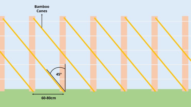 Growing Fruit Trees In Smaller Spaces? Use A Cordon System To Increase ...