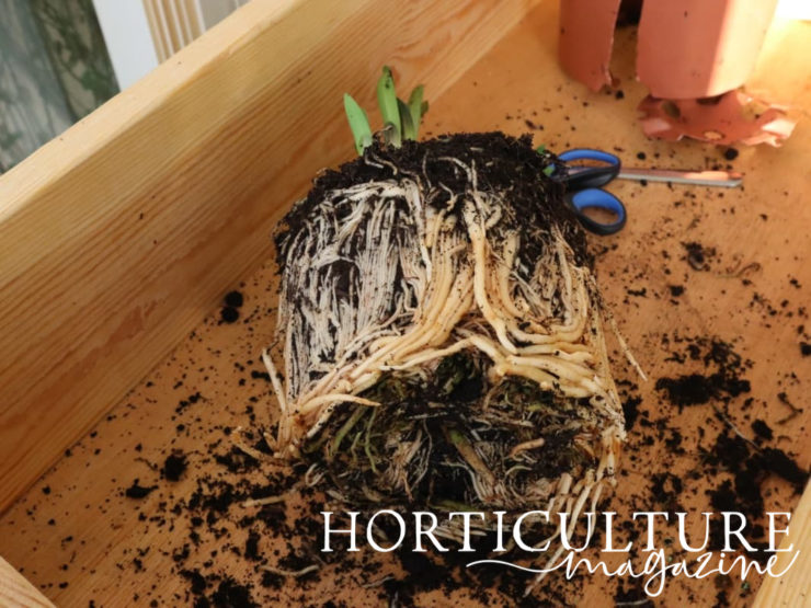 How To Lift And Divide Agapanthus To Increase Your Collection Of Plants ...