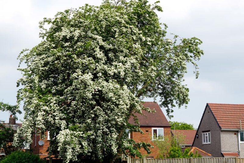 5 Best Trees That Can Be Planted Close To A House, With Advice From Roy ...