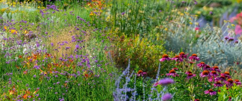 Create Your Own Small Meadow Garden In Just 5 Steps (Annual Or ...