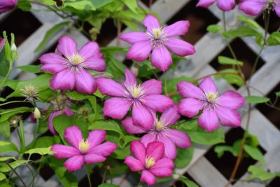 Train Your Clematis To Climb: Experts Share Their Advice For Trellis ...