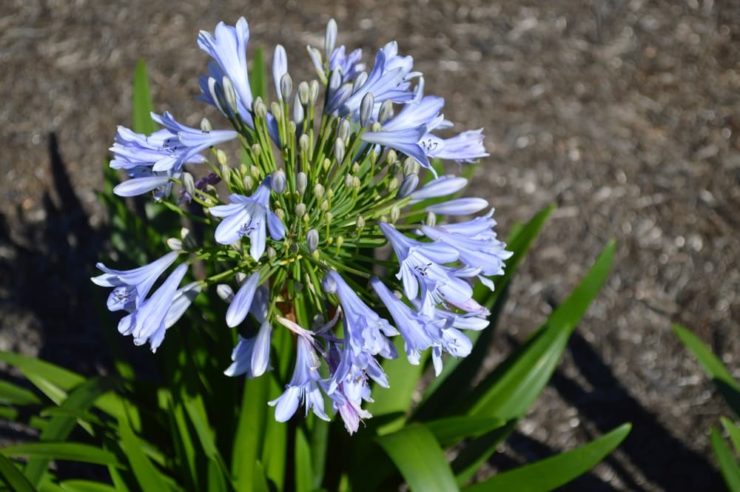 16 Stunning Agapanthus Varieties With Advice From Patrick Fairweather ...