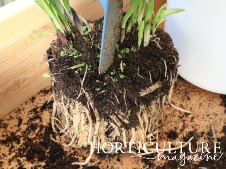 How To Lift And Divide Agapanthus To Increase Your Collection Of Plants ...