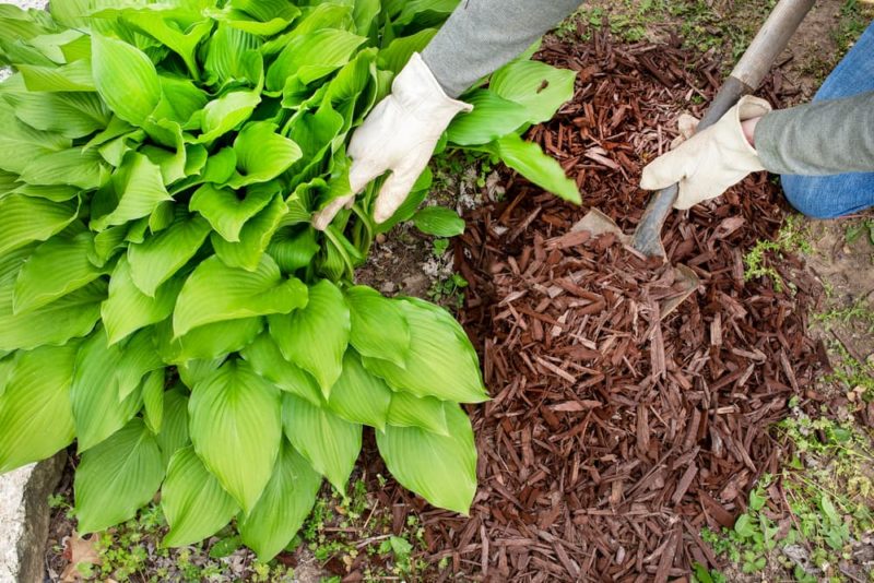 Weeding 101: Master Horticulturist Shares 4 Effective Techniques You ...