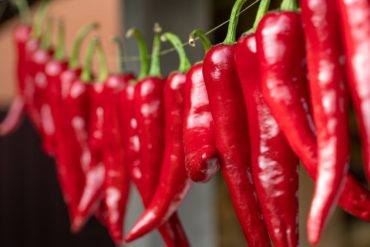 From Air Drying To Dehydrating: 3 Options To Dry And Preserve Chillies ...