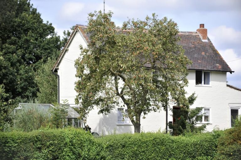5 Best Trees That Can Be Planted Close To A House, With Advice From Roy ...