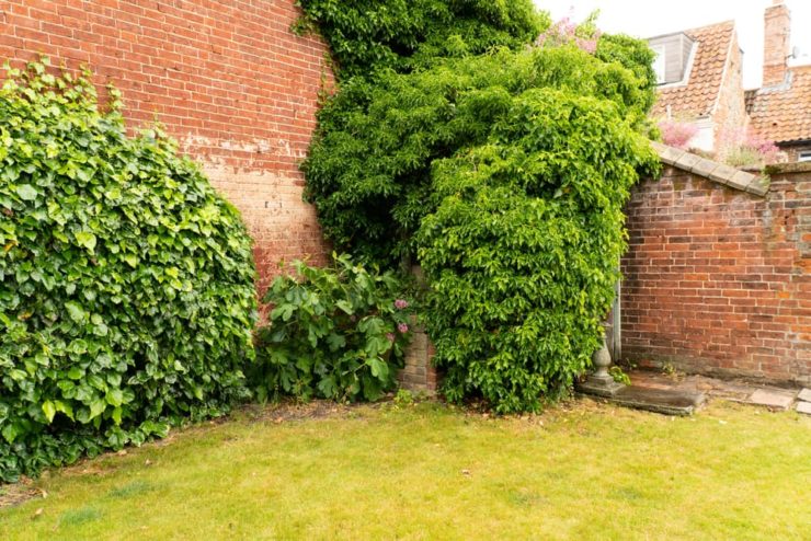 Create Your Own Small Meadow Garden In Just 5 Steps (Annual Or ...