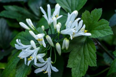 16 Stunning Agapanthus Varieties With Advice From Patrick Fairweather ...