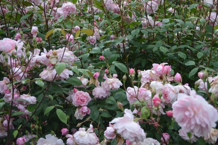 Head Gardeners Recommend These Climbing Roses For Shady Garden Areas ...