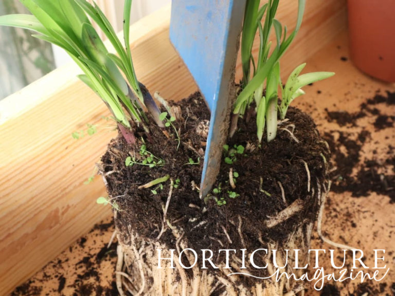 Agapanthus Propagation Methods | Horticulture.co.uk