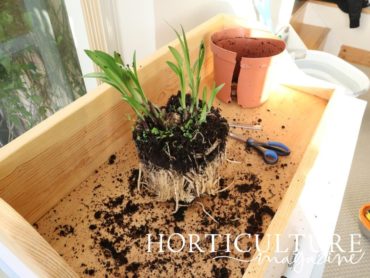 Growing Agapanthus In Pots: Restricting The Roots 'A Myth' Insists Dan ...