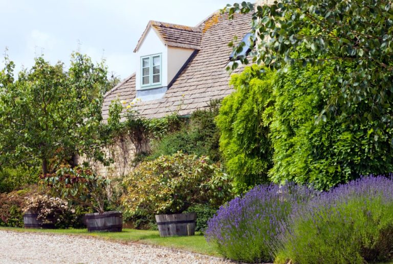 5 Best Trees That Can Be Planted Close To A House, With Advice From Roy ...