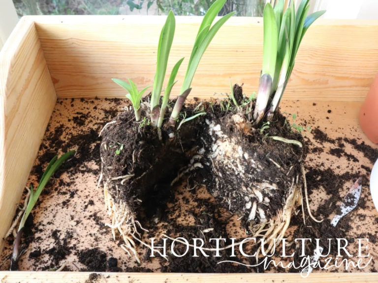 Agapanthus Propagation Methods | Horticulture.co.uk