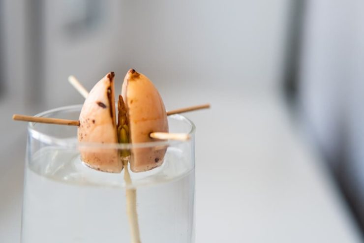 How To Grow An Avocado Stone In 6 Steps | Horticulture.co.uk