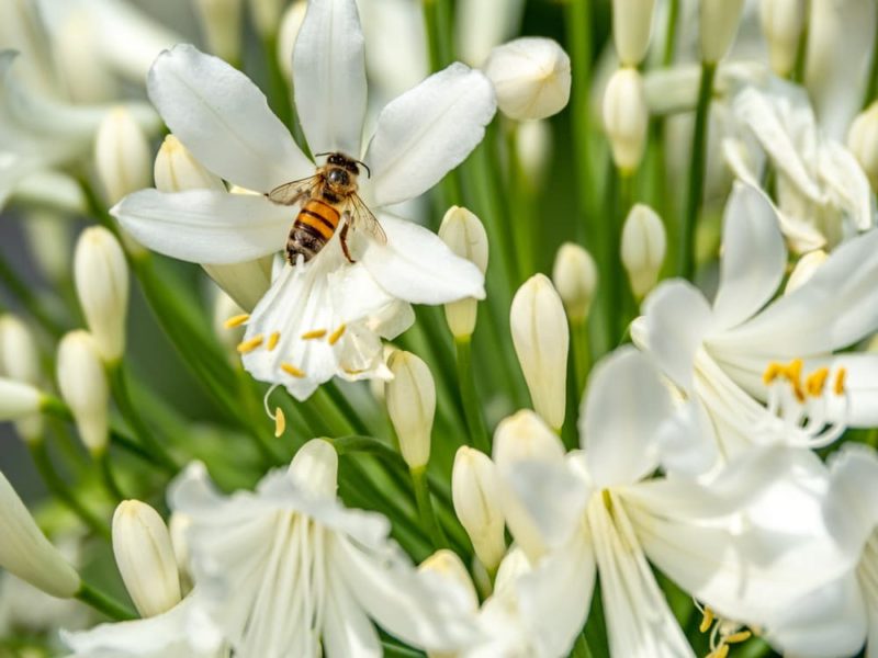 16 Stunning Agapanthus Varieties With Advice From Patrick Fairweather ...