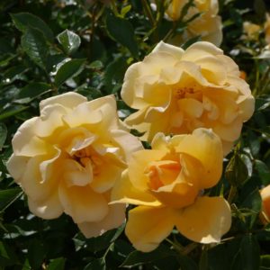 15 Best Climbing Roses For Garden Shade | Horticulture