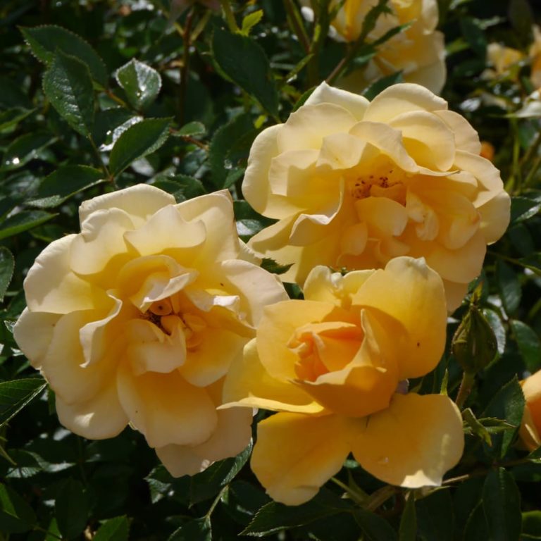 15 Best Climbing Roses For Garden Shade | Horticulture