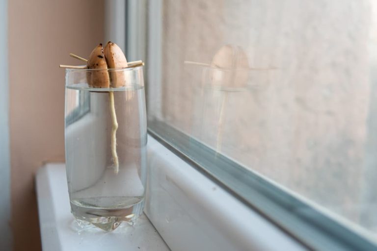 How To Grow An Avocado Stone In 6 Steps | Horticulture.co.uk