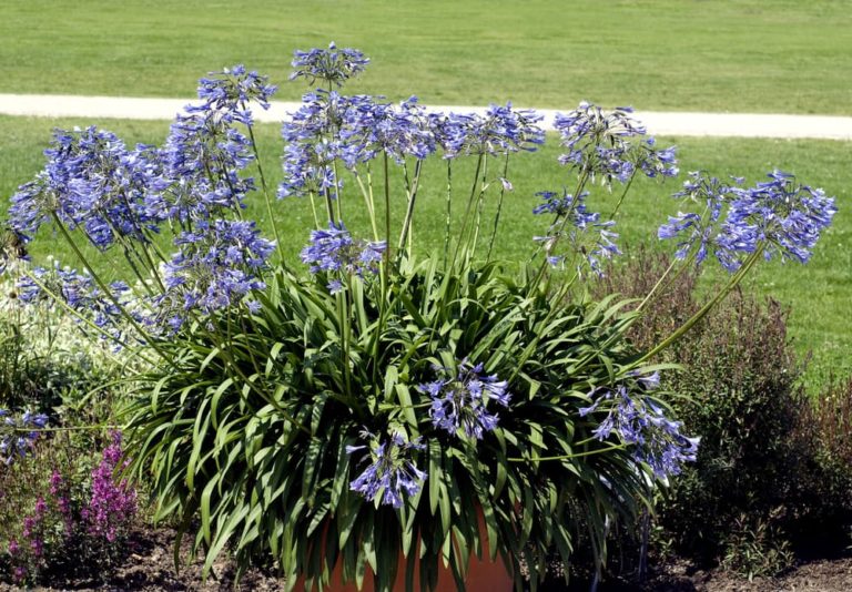 Growing Agapanthus In Pots: Restricting The Roots 'A Myth' Insists Dan ...