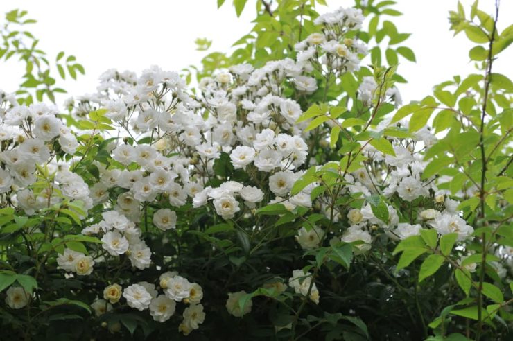 Head Gardeners Recommend These Climbing Roses For Shady Garden Areas ...
