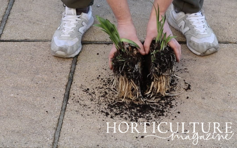 How To Lift And Divide Agapanthus To Increase Your Collection Of Plants ...